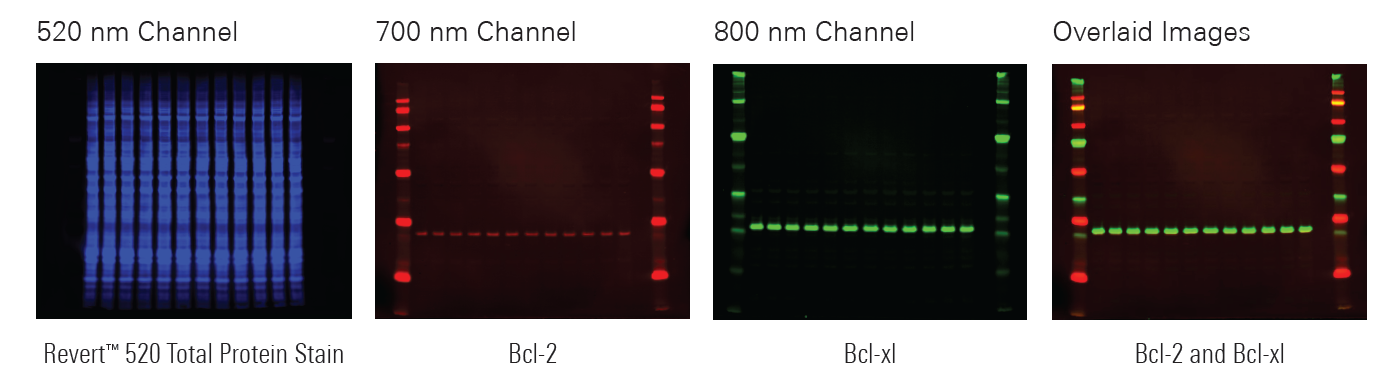 Odyssey® DLx Infrared Imaging System (LI-COR) | Biomedical and ...